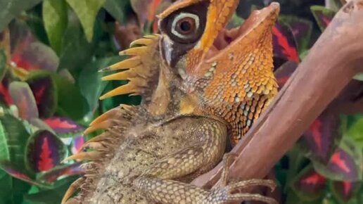 Аквариумы, рыбки и все для них | Акантозавр Натальи Acanthosaura ...