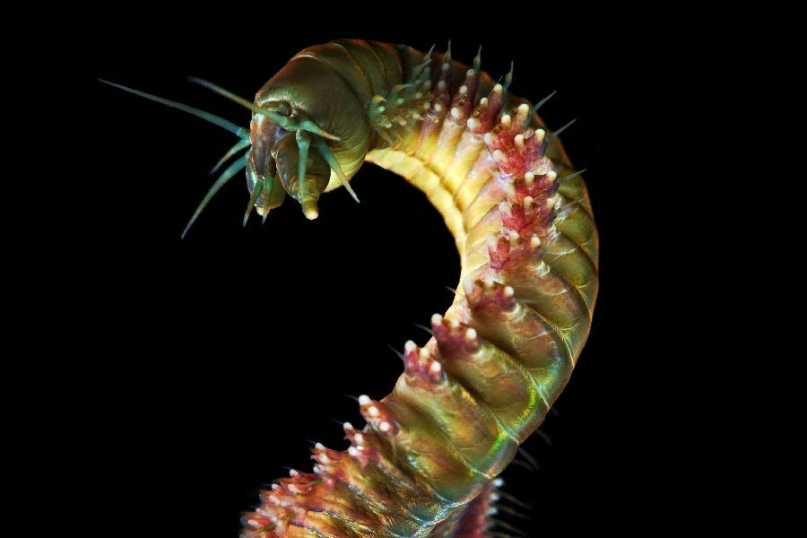 Нереис: Самая стрёмная наживка для рыбалки | Книга животных | Дзен