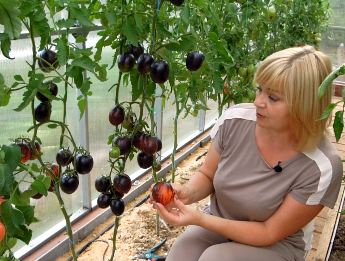 Фантастический Томат, который прилетел с другой планеты! | Зеленый ...