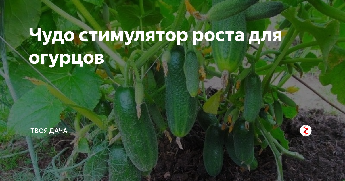Чудо стимулятор роста для огурцов | Твоя Дача | Дзен