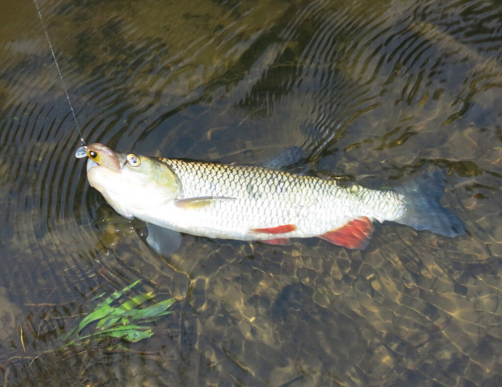 Haira Tiny 33F - уловистая и недорогая приманка для спиннинговой ловли ...