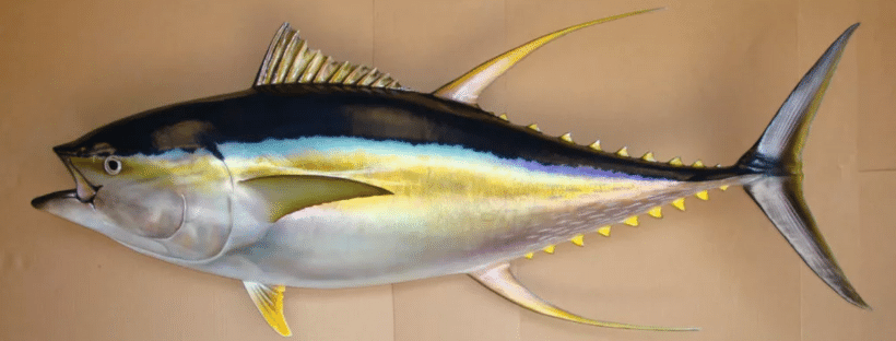 ТОП-4 вида тунца, употребляемых вами в пищу (из 15 видов!) | fish2o ...