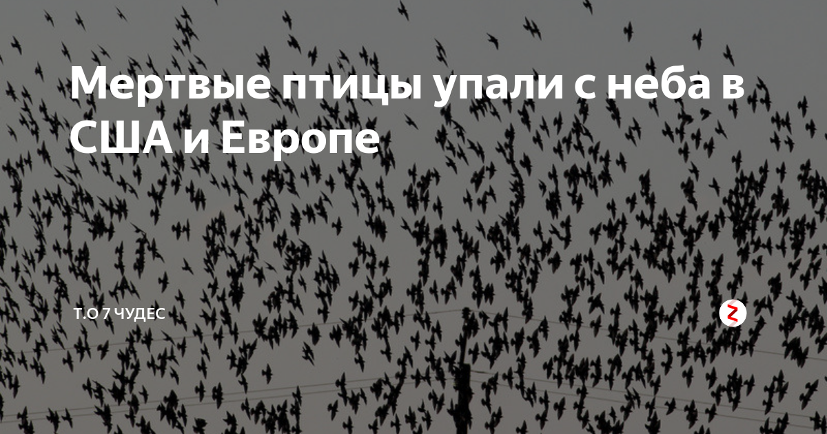 Мертвые птицы упали с неба в США и Европе | Т.о 7 чудес | Дзен