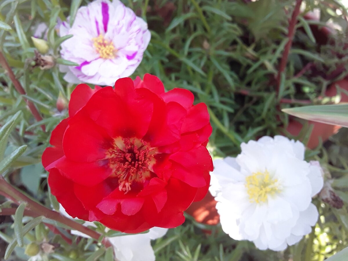 Лохматость повышенная: 15 махровых цветов моего сада | Грабельки мои ...