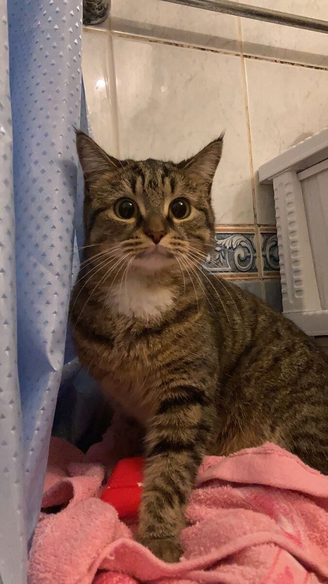 Опять уходишь... | Мавридика де Монбазон | Дзен