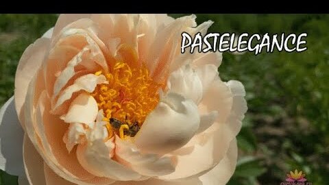 Кремово-персиковый пион Pastelegance / Сад Ворошиловой | Сад Ворошиловой | Дзен