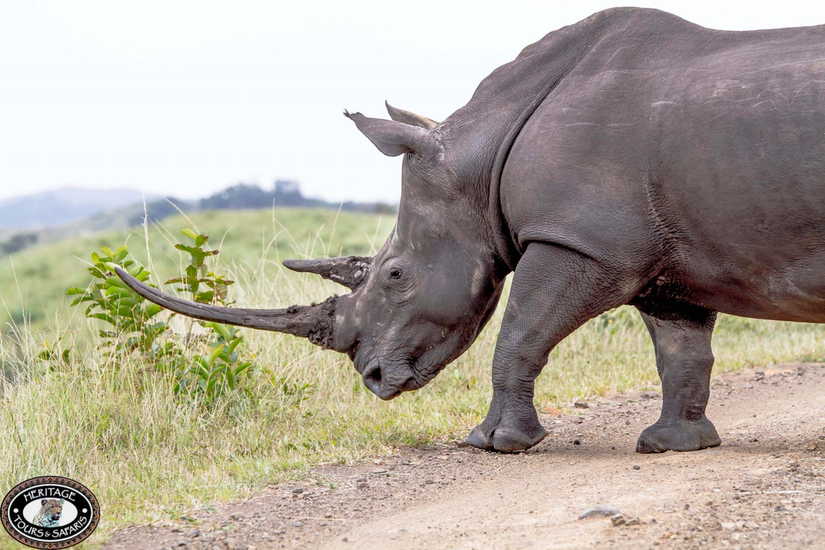 Рога: Все виды рогов в дикой природе. Интересные подробности развития и ...