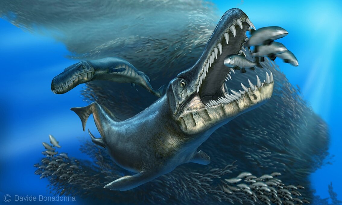 Метриоринхиды (Metriorhynchidae) – морские крокодилы с рыбьими хвостами ...