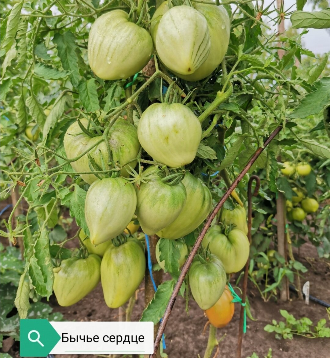 Чем меня удивил сорт "Бычье сердце из Рязани". | Огородник из Рязани | Дзен