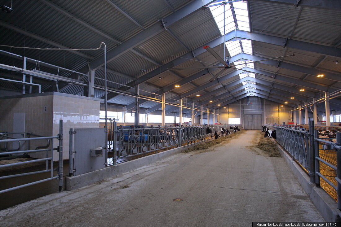 Молочная ферма знаменитого Совхоза имени Ленина рядом с Москвой ...