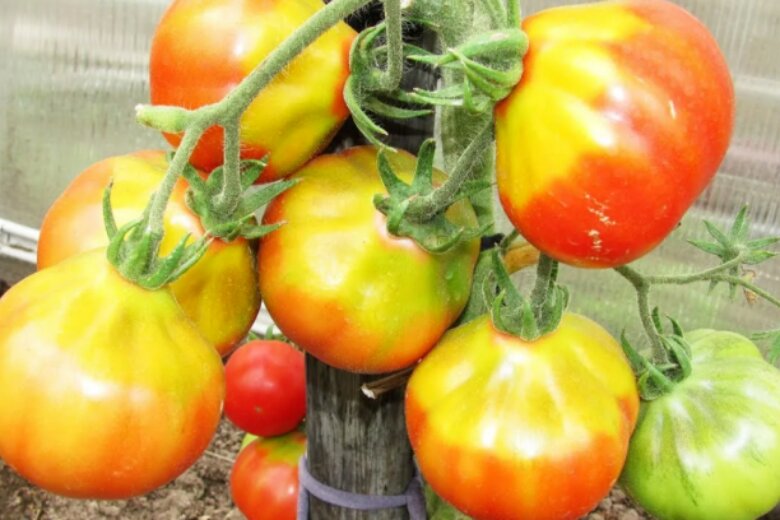 Как избежать проблемы «желтых плечиков» у помидоров: Опытный агроном делится советами | Экспресс ...