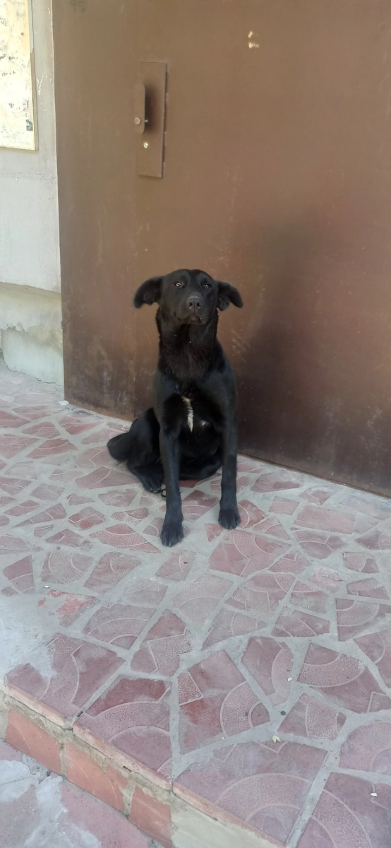 Совершенно безобидная манюня сейчас живёт в одном из дворов города ...