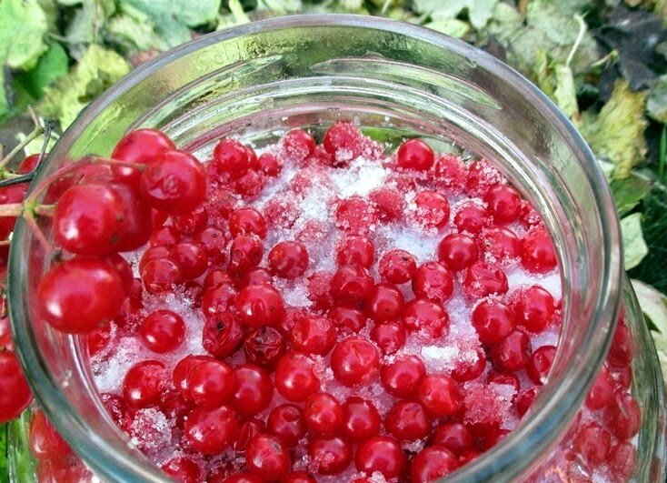 Мой калиновый сироп на зиму: густой и витаминный, как свежая калина и ...