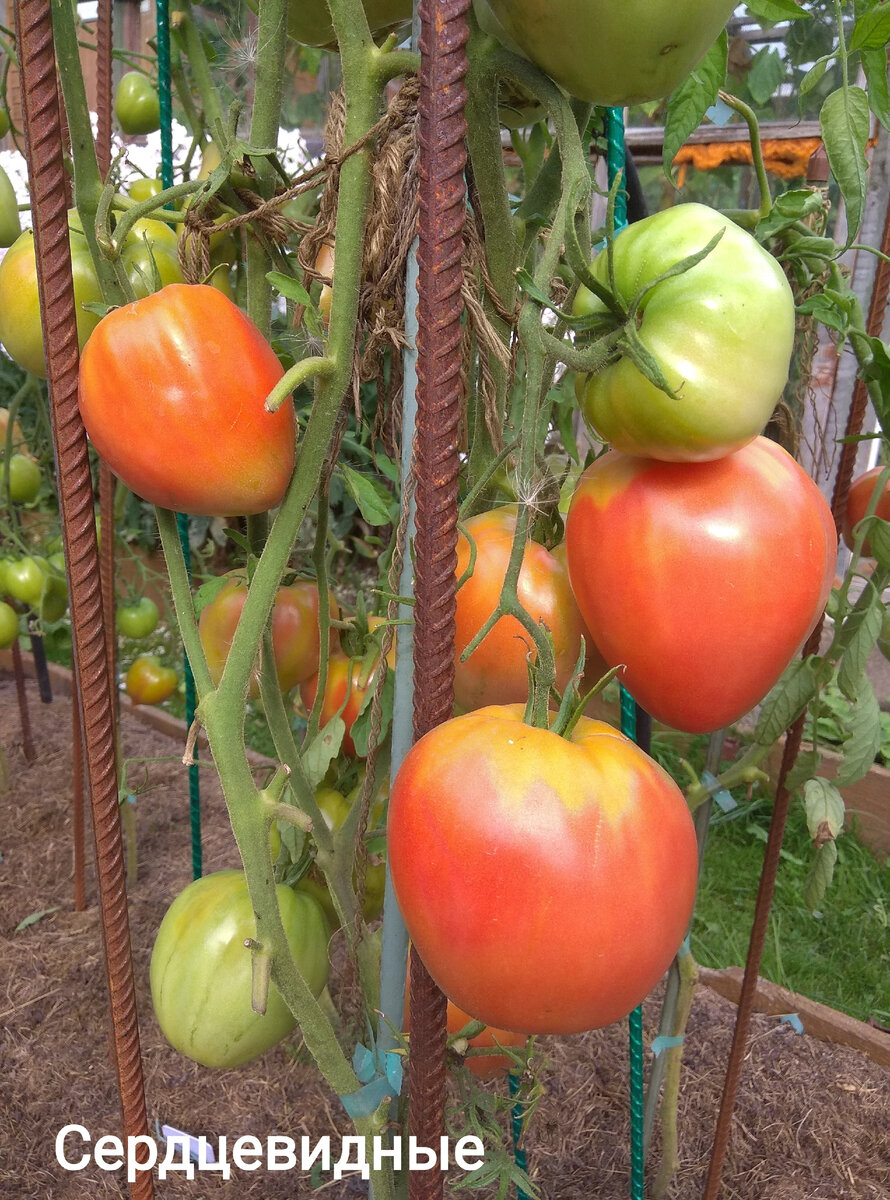 Моя коллекция томатов на сезон 2023г. Семена, готовые к продаже, часть ...