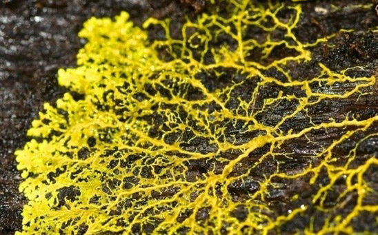 Серная шашка, чтобы избавиться от грибка в погребе навсегда | Agropk.by ...