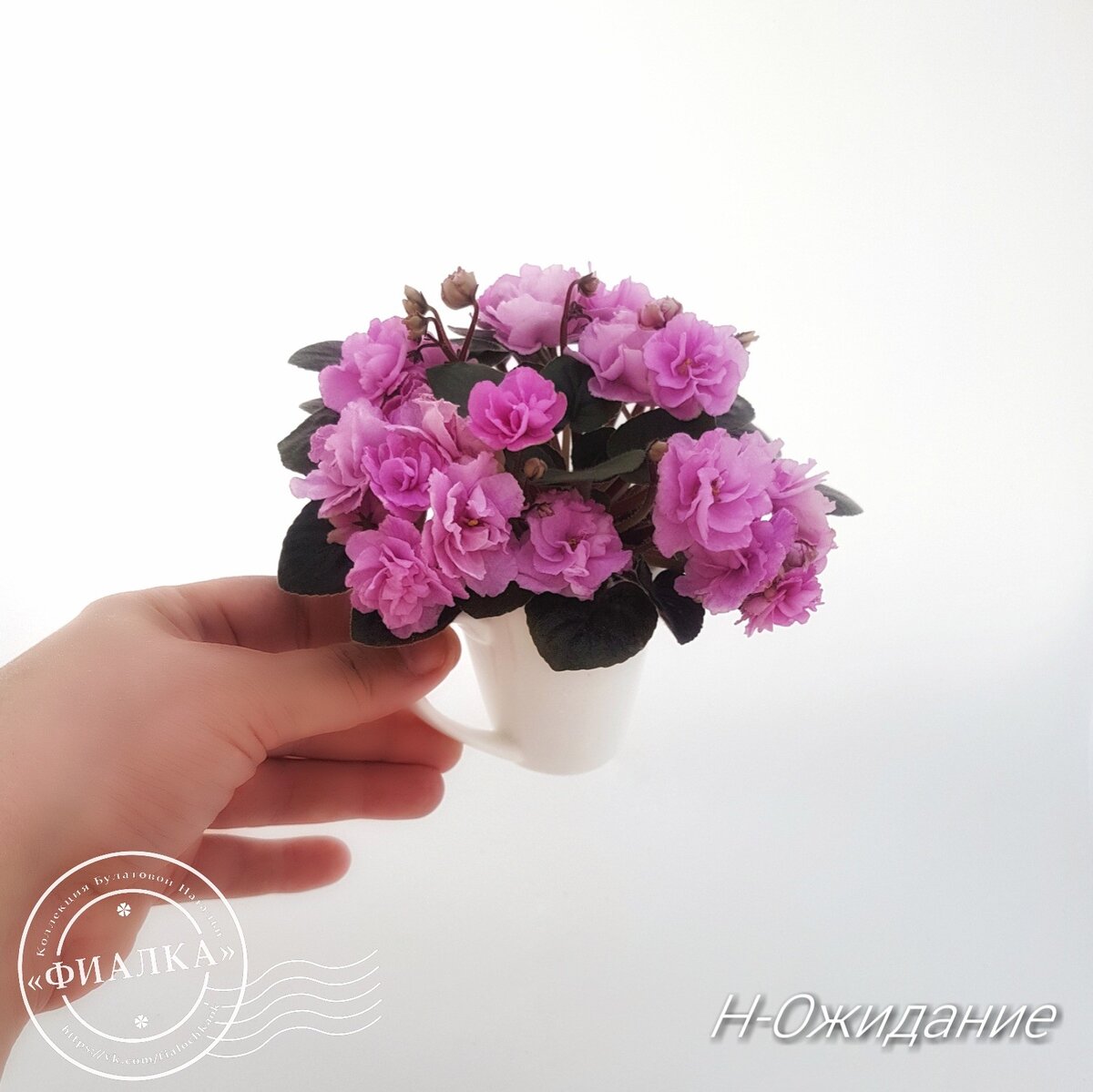 Знакомство с сортом Н-Ожидание (Н.Бердникова) | Фиалка | Дзен