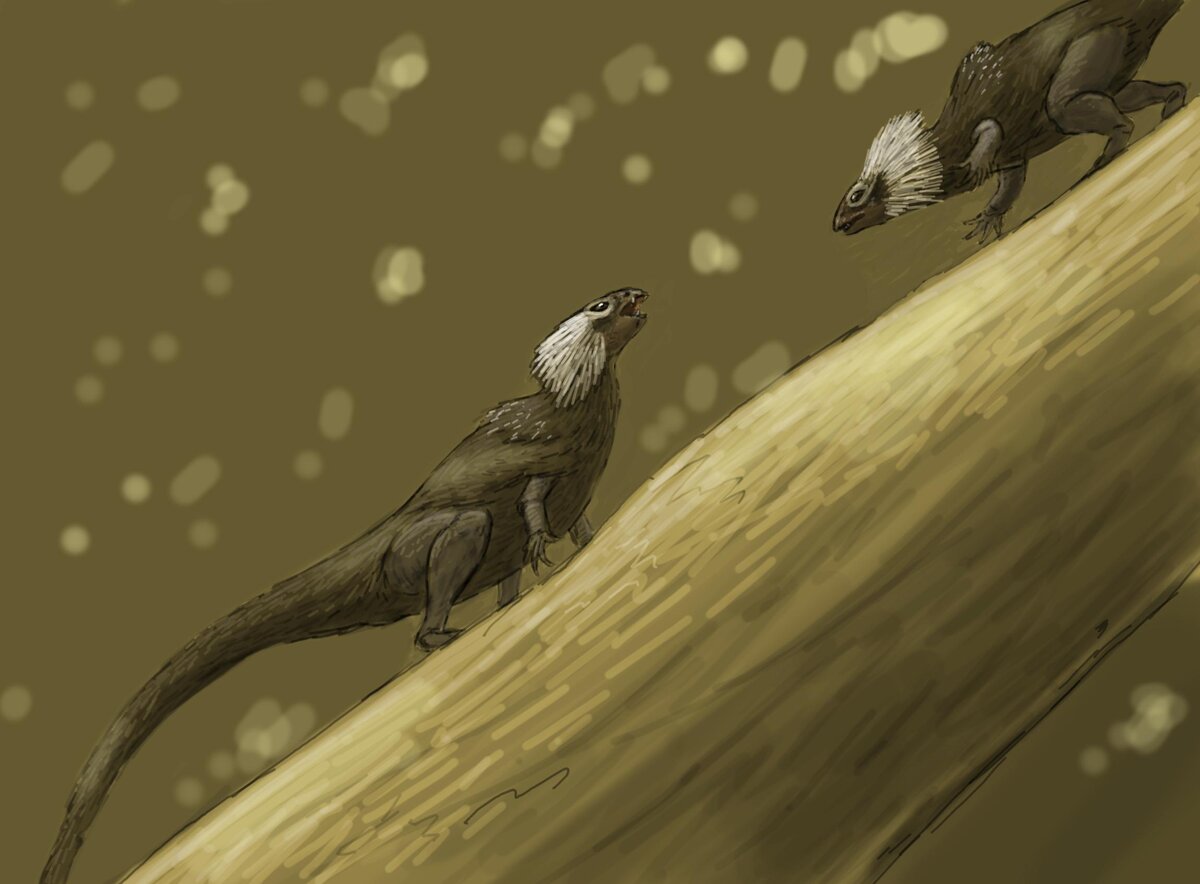 Маниденс (Manidens condorensis) – деньги и танцы тут не при чём ...