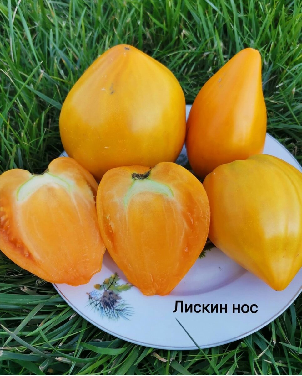 Итоги тестирования томата "Лискин нос". | Огородник из Рязани | Дзен