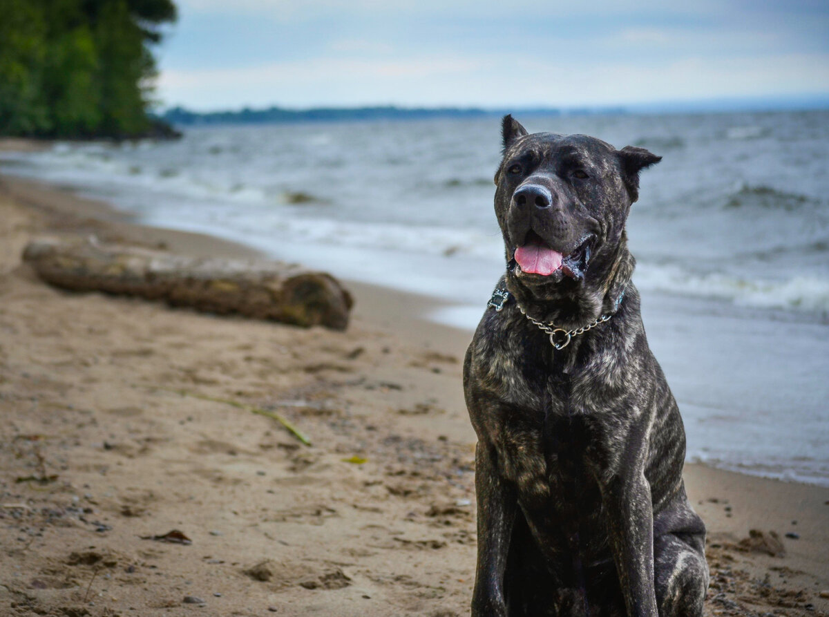 Канарский дог: нежный брутал и бесстрашный защитник. Путаница между ...