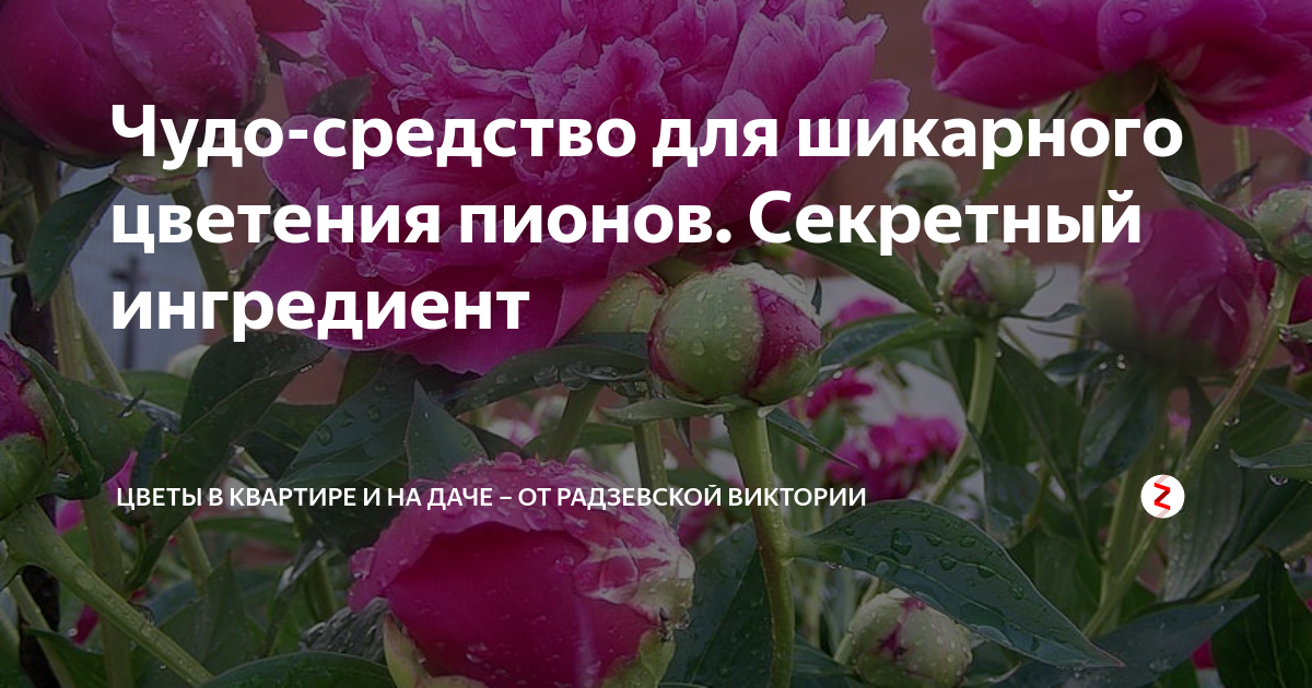 Чудо-средство для шикарного цветения пионов. Секретный ингредиент ...