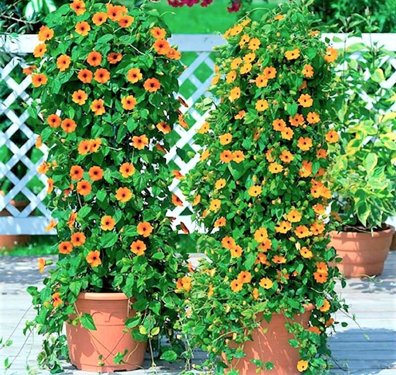 Красивая лиана – яркий вертикальный декор для сада и дома | GardenLife ...