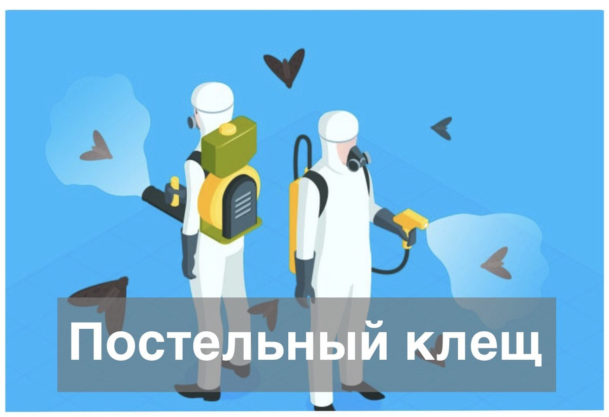 Что такое постельный клещ? | Клиника доктора Мясникова | Дзен