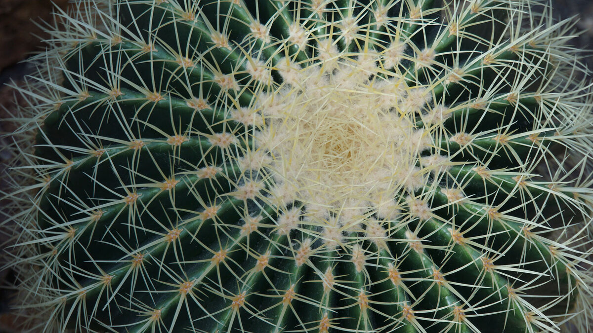 В чём разница, между кактусом и суккулентом? | Кактусач | Дзен