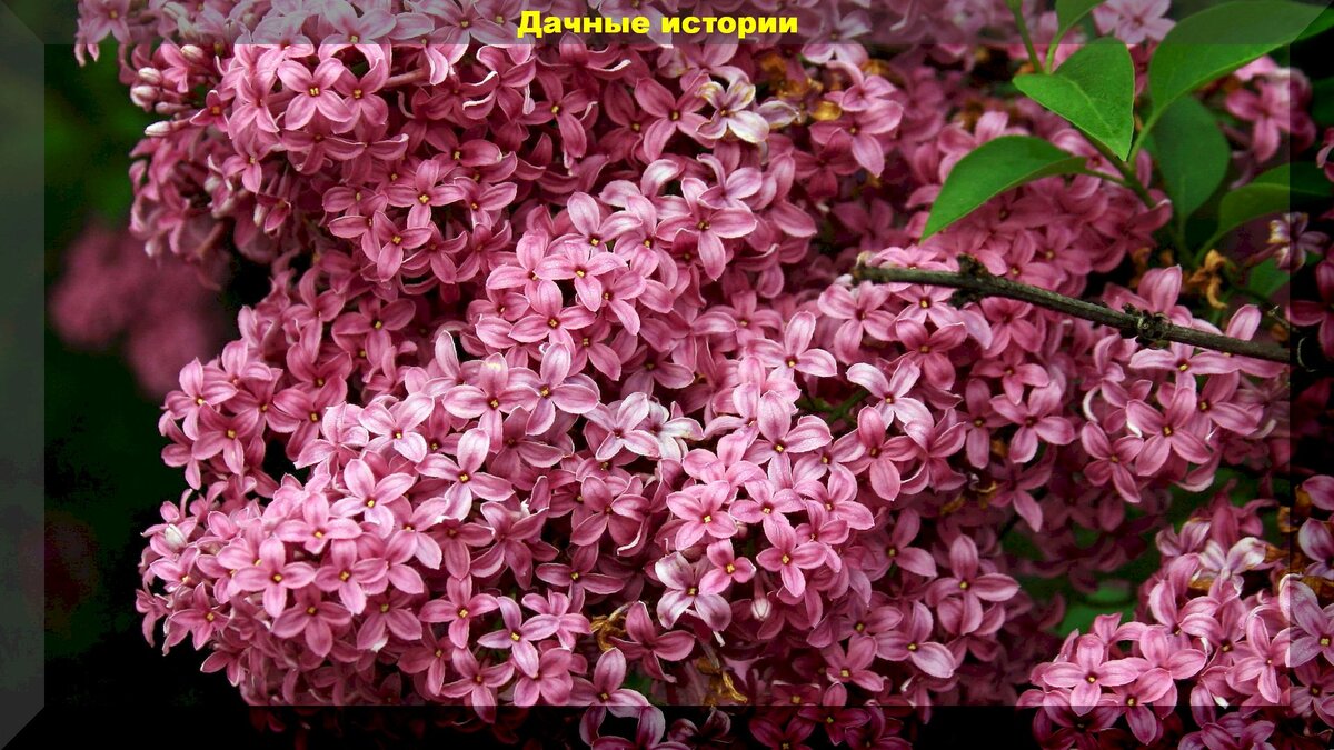 Сирень - правила ухода и посадки + Самые красивые и доступные сорта ...