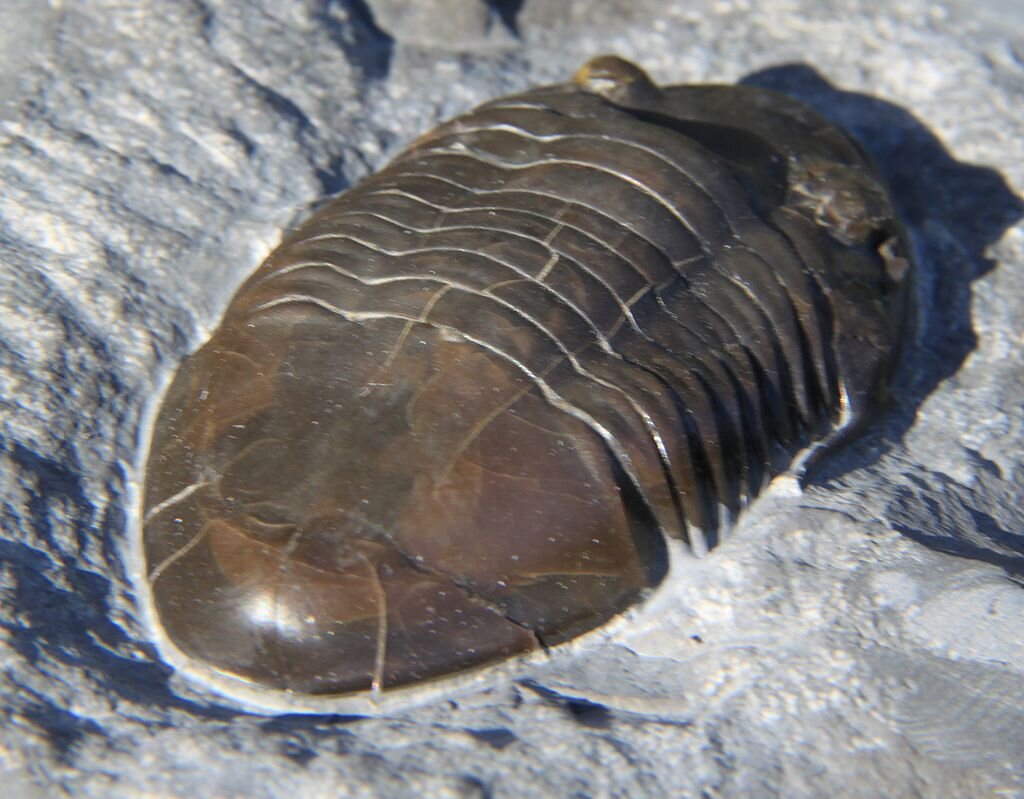 Кто такие трилобиты и почему они круче динозавров? | Кафедра зоологии ...