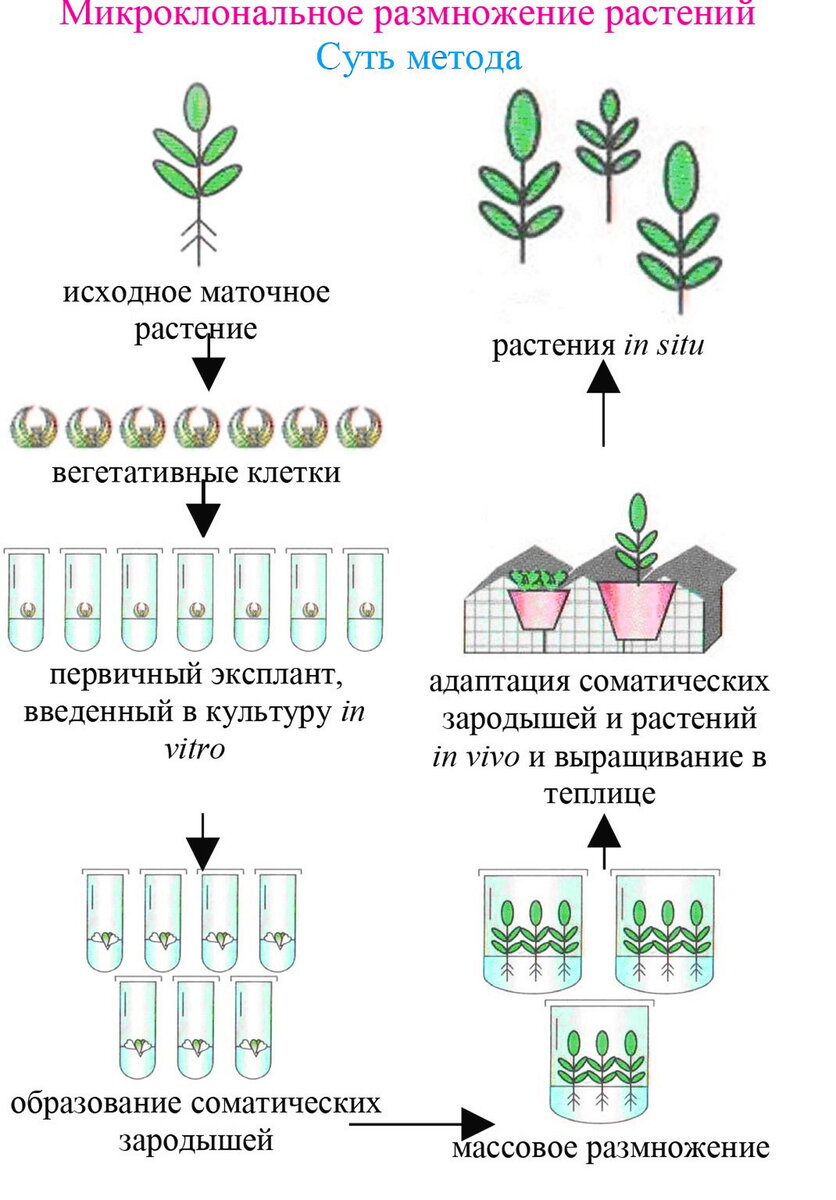 Клонирование растений. Как это устроено. | Старое логово ботаника | Дзен