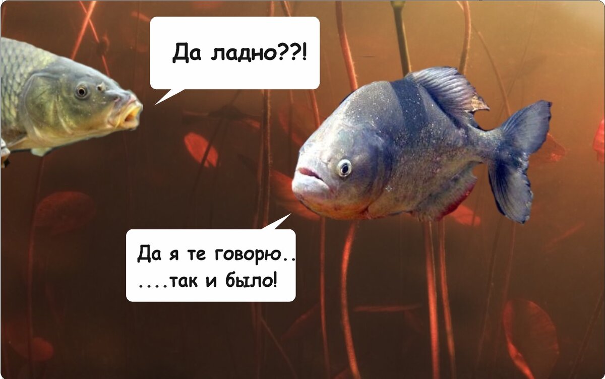 Язык рыб, такие ли они молчаливые как мы думали? | РЫБОБЗОР | Дзен