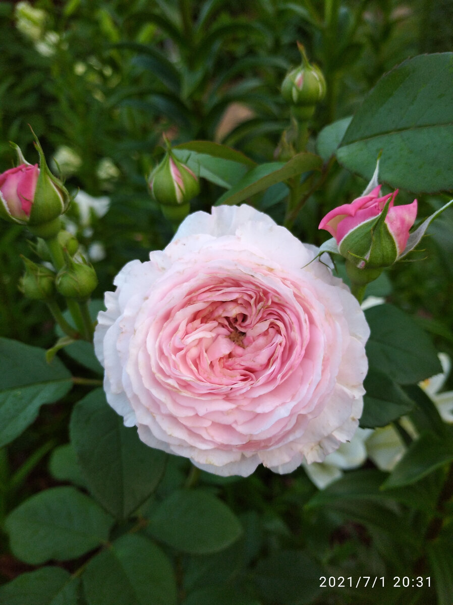 АНГЛИЙСКИЕ РОЗЫ ОСТИНА моего ПОДМОСКОВНОГО сада. ПРОДОЛЖЕНИЕ ...