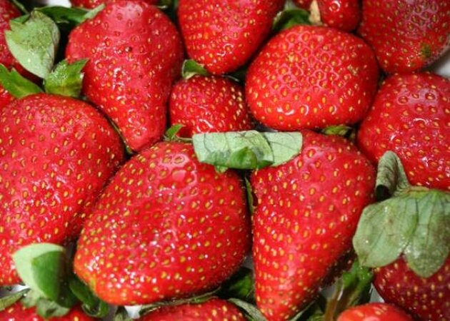 Как вырастить рассаду земляники | "Ваши 6 соток" с Андреем Тумановым | Дзен