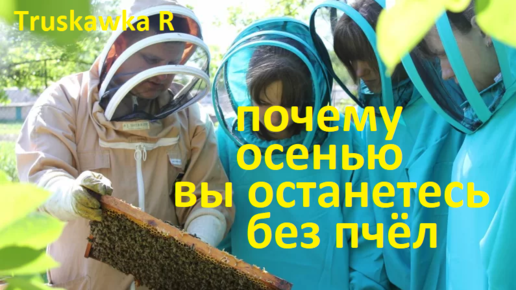 Пчёлы. Ошибки после главного взятка. Которые приведут к осенним потерям пасек и сильному ...