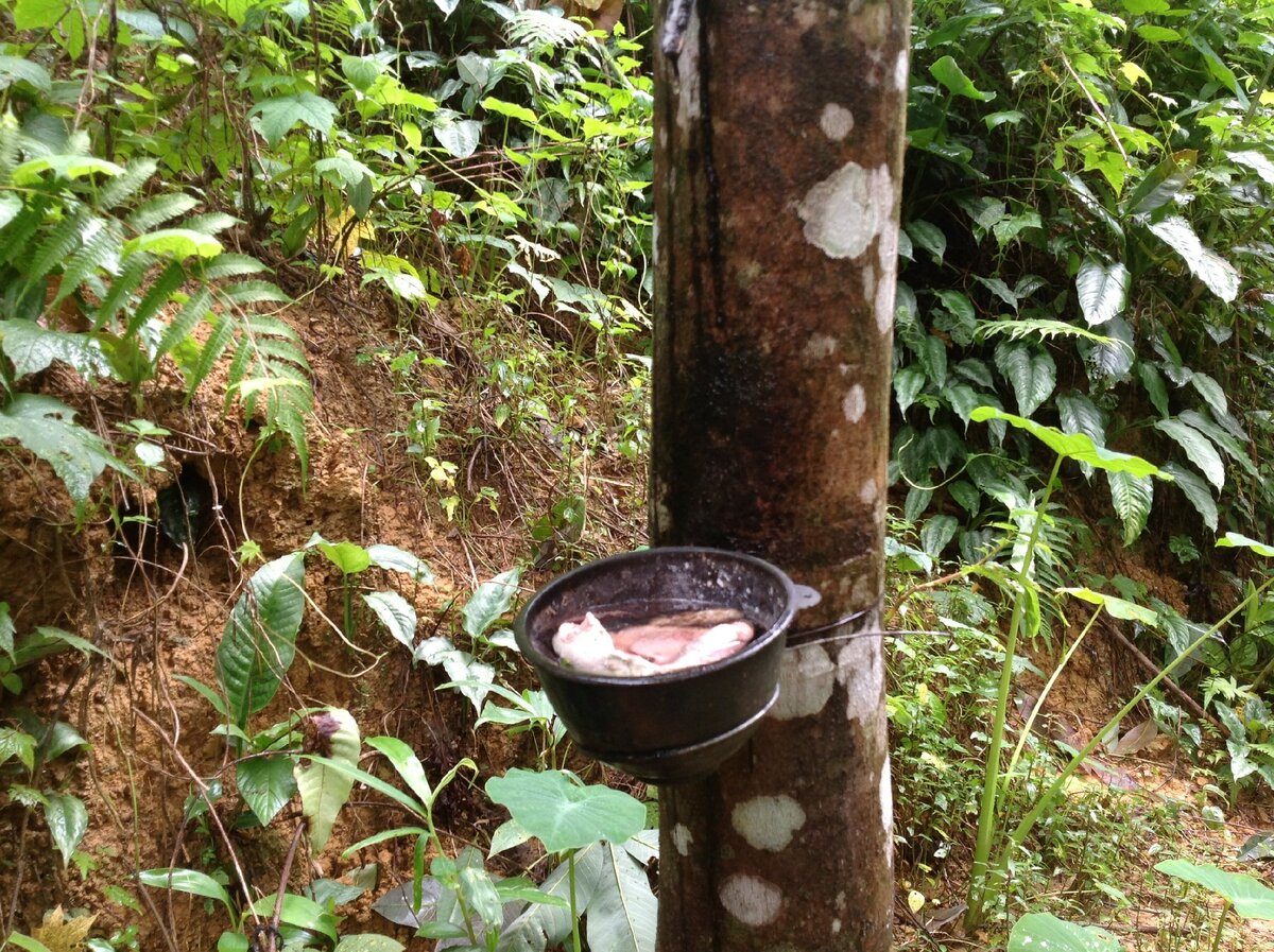 Таиланд. Почему плачет каучуковое дерево | СМАЧНЫЕ ПУТЕШЕСТВИЯ | Дзен