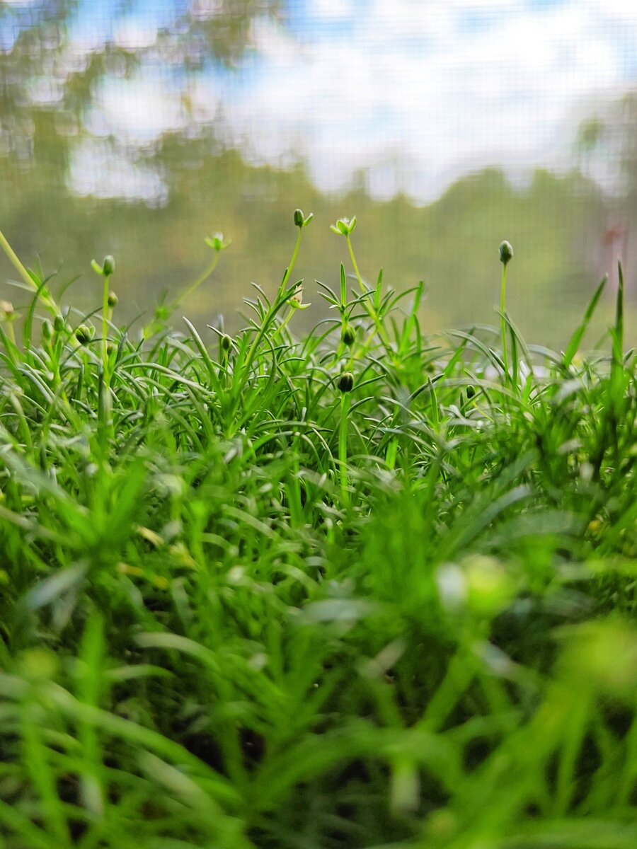 Мшанка шиловидная. Эксперимент по одомашниванию. | Ok Plants | Дзен