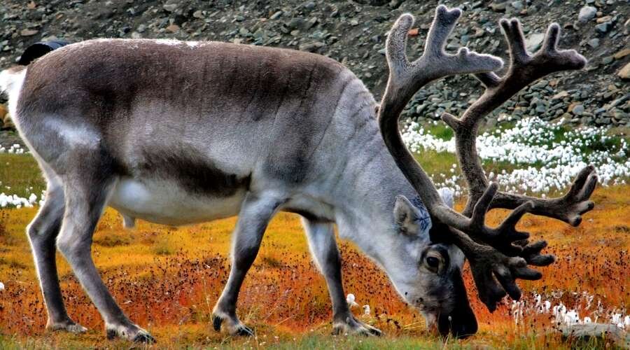 Интересная Арктика. Как живут северные олени за полярным кругом ...