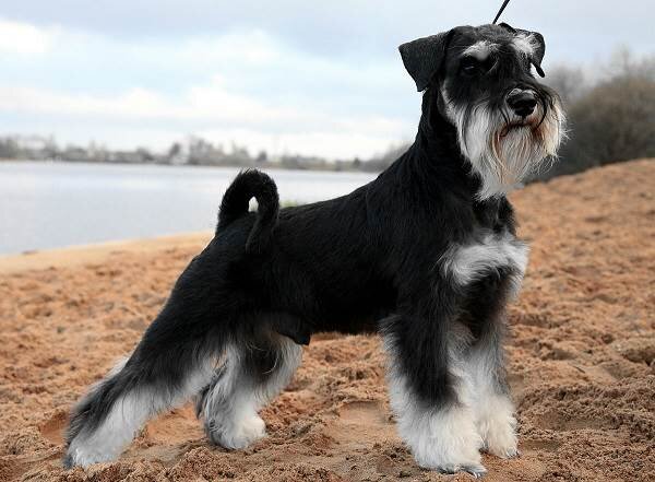 Топ-18 пород собак, отлично уживающихся с кошками | Жизнь кошек и собак ...