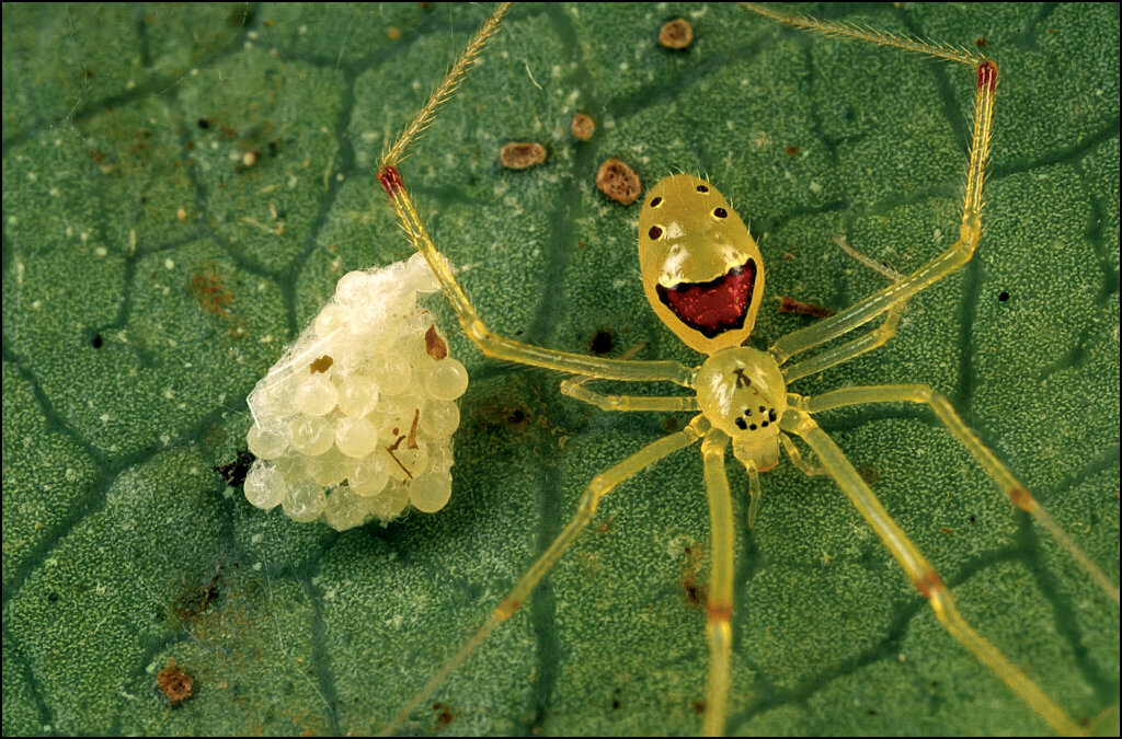 Theridion grallator - Улыбающийся паук. | Игорь Иванов | Дзен