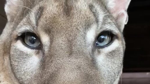 London-big-cat | Кот жалуется, что сегодня понедельник и все опять ...