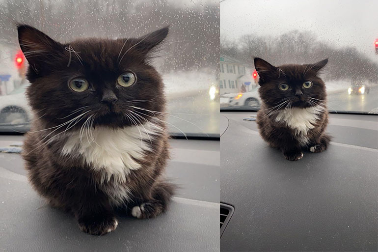 "Чмоня" — маленький русский кот | Бригада и многое другое | Дзен