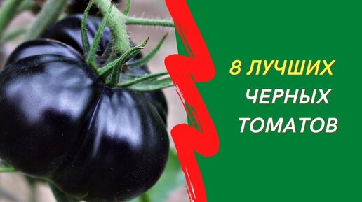 8 лучших сортов черных помидоров: урожайные и вкусные | Эксперт по ...