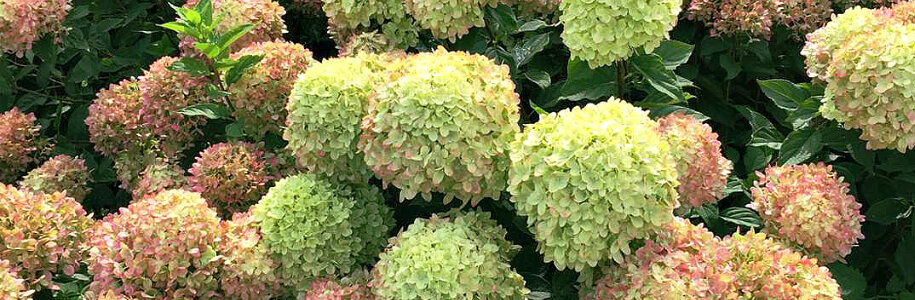 Гортензия "Литл лайм" Little Lime: описание, особенности посадки и ...