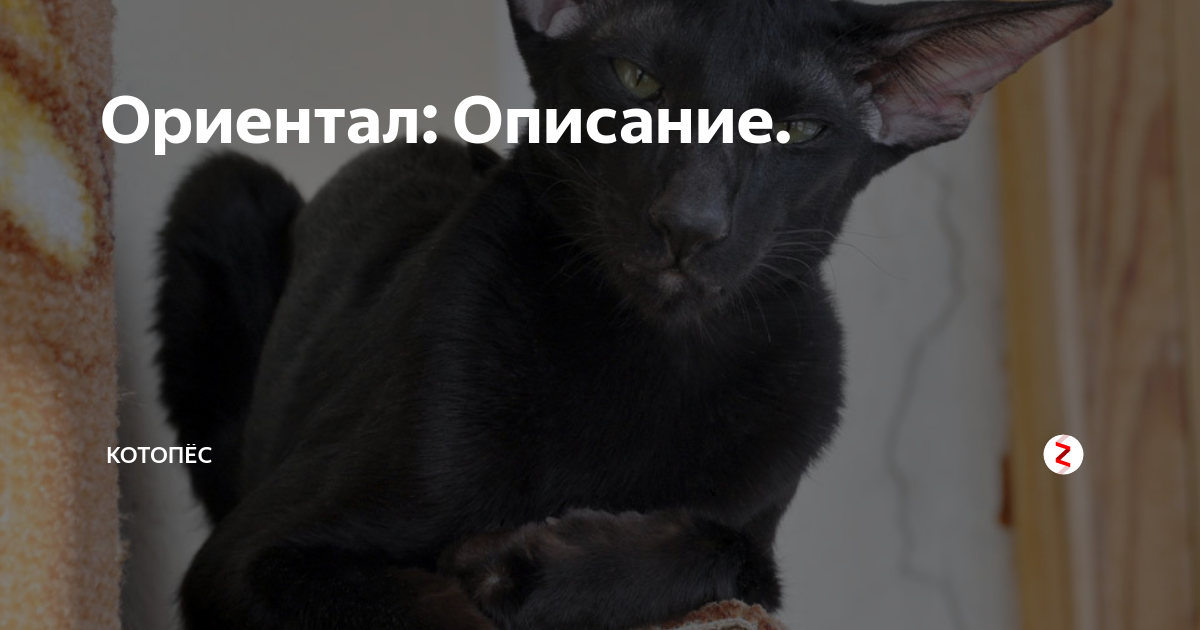Ориентал: Описание. | Котопёс | Дзен