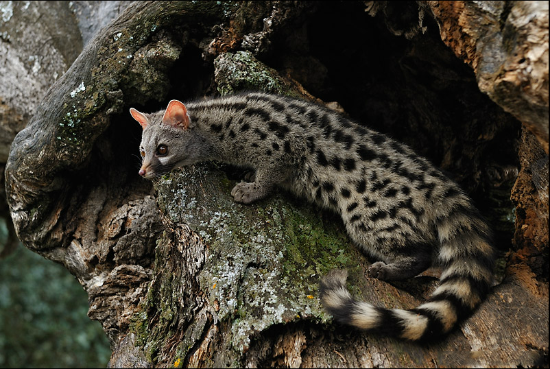Необычный зверь Генетта - как содержать дома | Мир домашних животных | Дзен