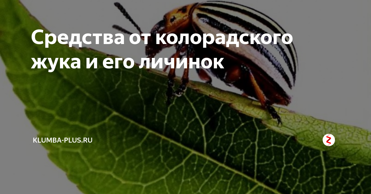 Средства от колорадского жука и его личинок | Klumba-plus | Дзен