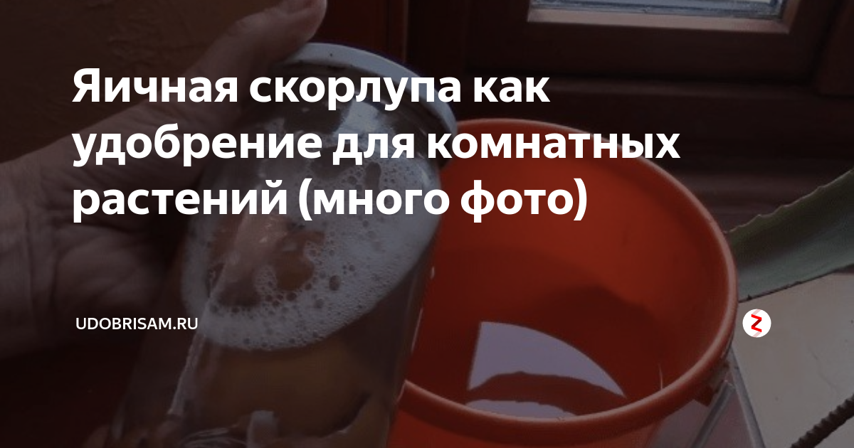 Яичная скорлупа как удобрение для комнатных растений (много фото ...
