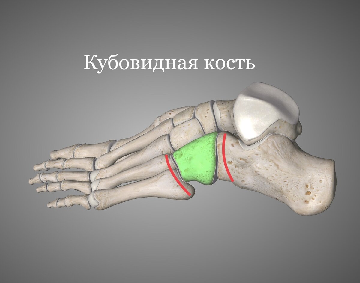 Сколько пальцев на ноге? | Школа Движения Татьяны Сахарчук | Дзен