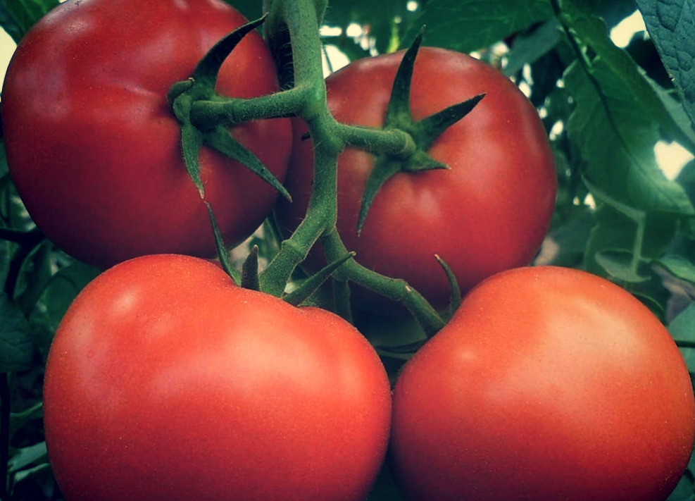 Всегда кормлю томаты пшеном, чтобы собирать большой урожай вкусных и ...