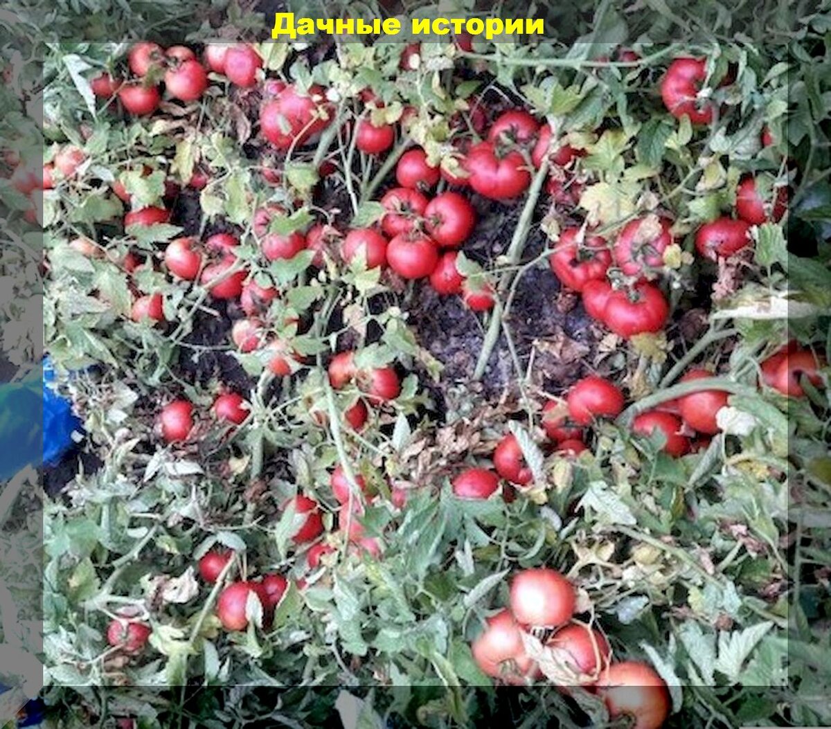 Когда сеять низкорослые томаты: сорта и гибриды которые можно посеять в ...